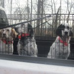 Llewellins Hunting | Gould Gun Dogs