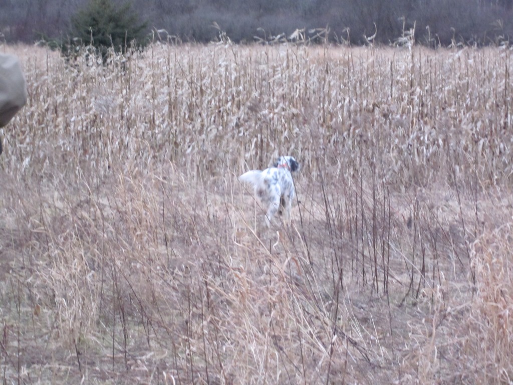 Llewellins Hunting | Gould Gun Dogs