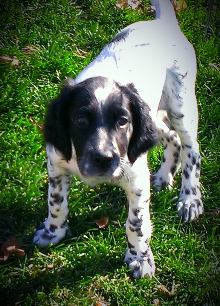 Puppies | Gould Gun Dogs