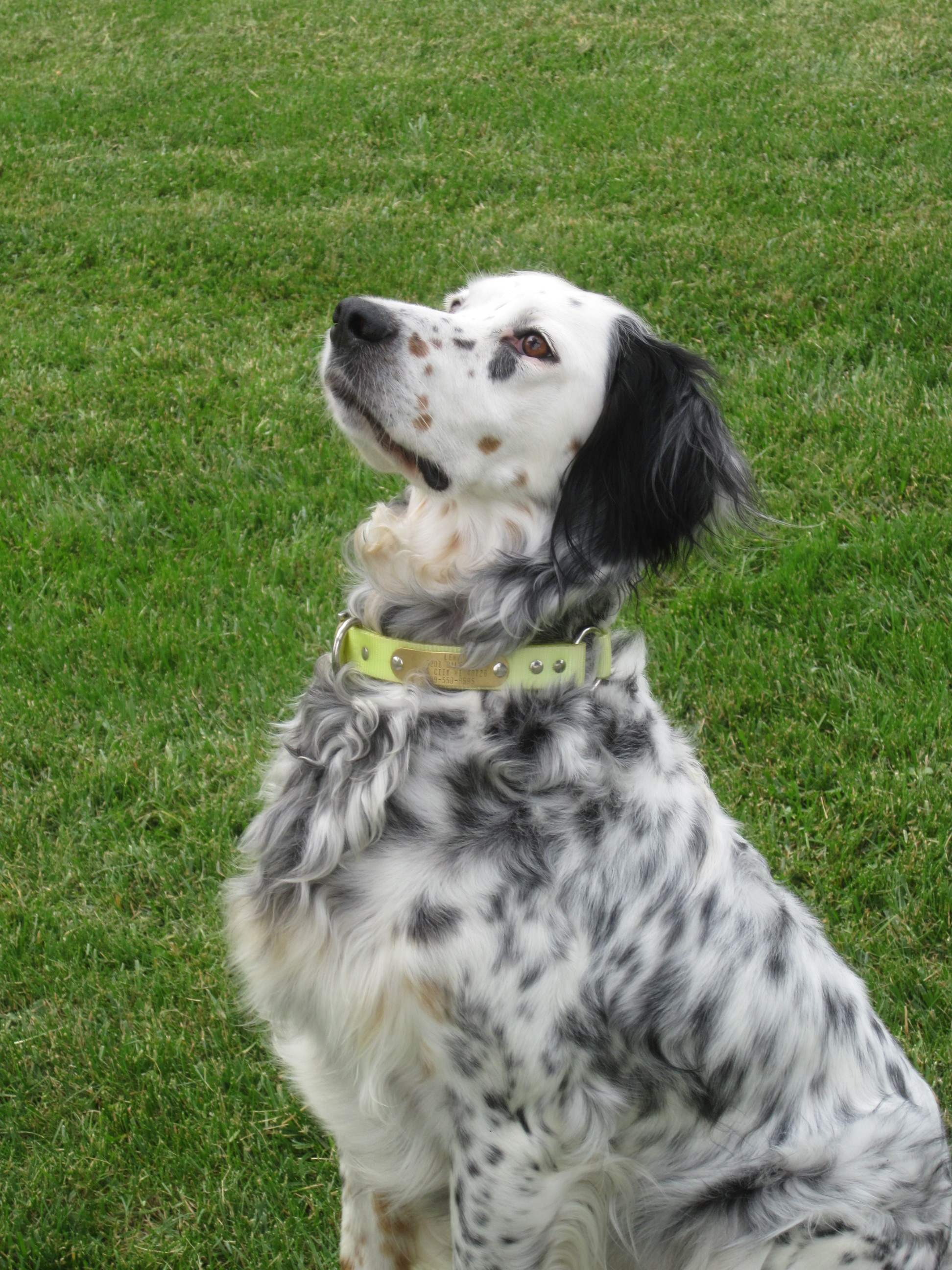 Lew | Gould Gun Dogs