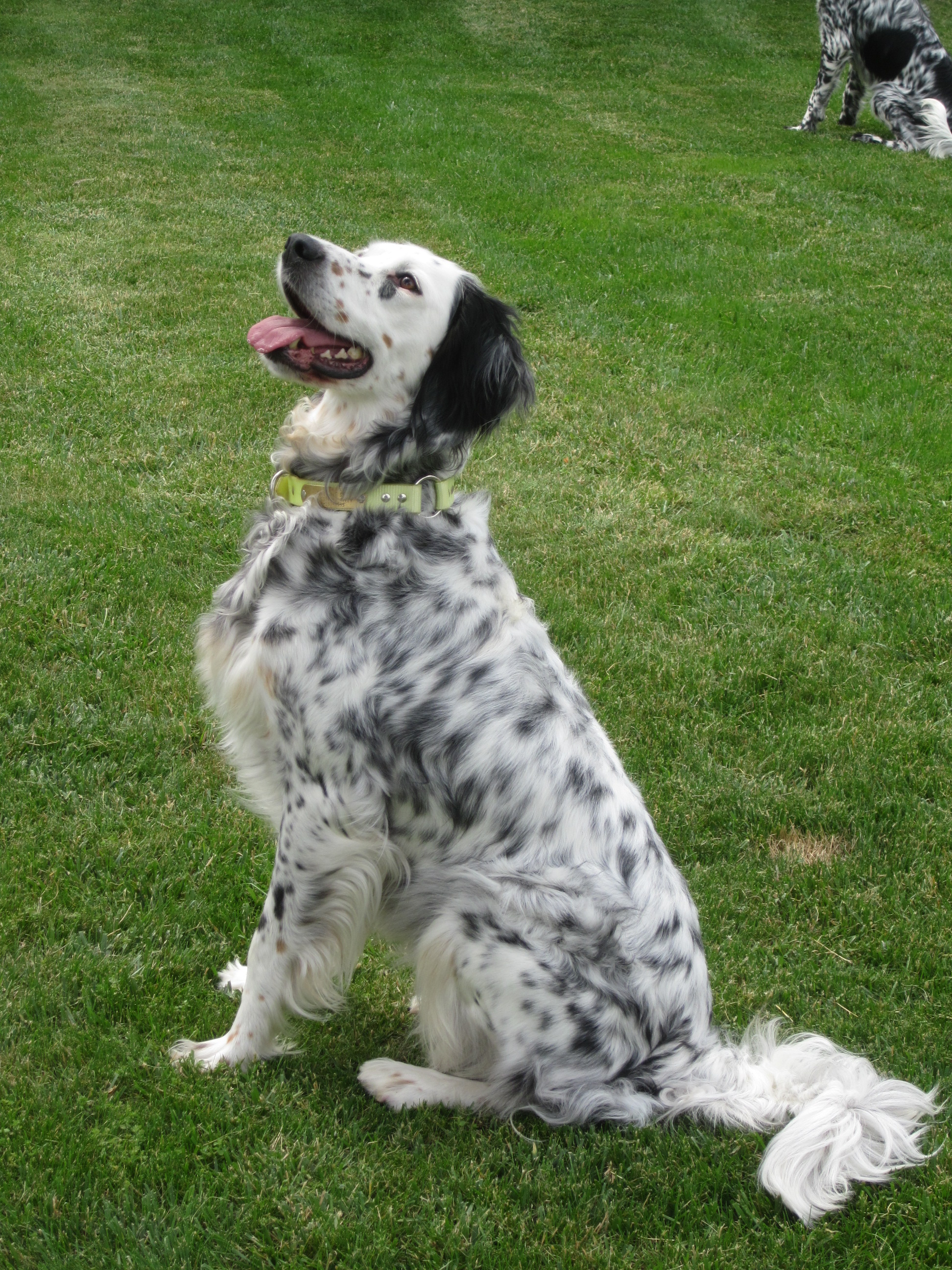 Lew | Gould Gun Dogs