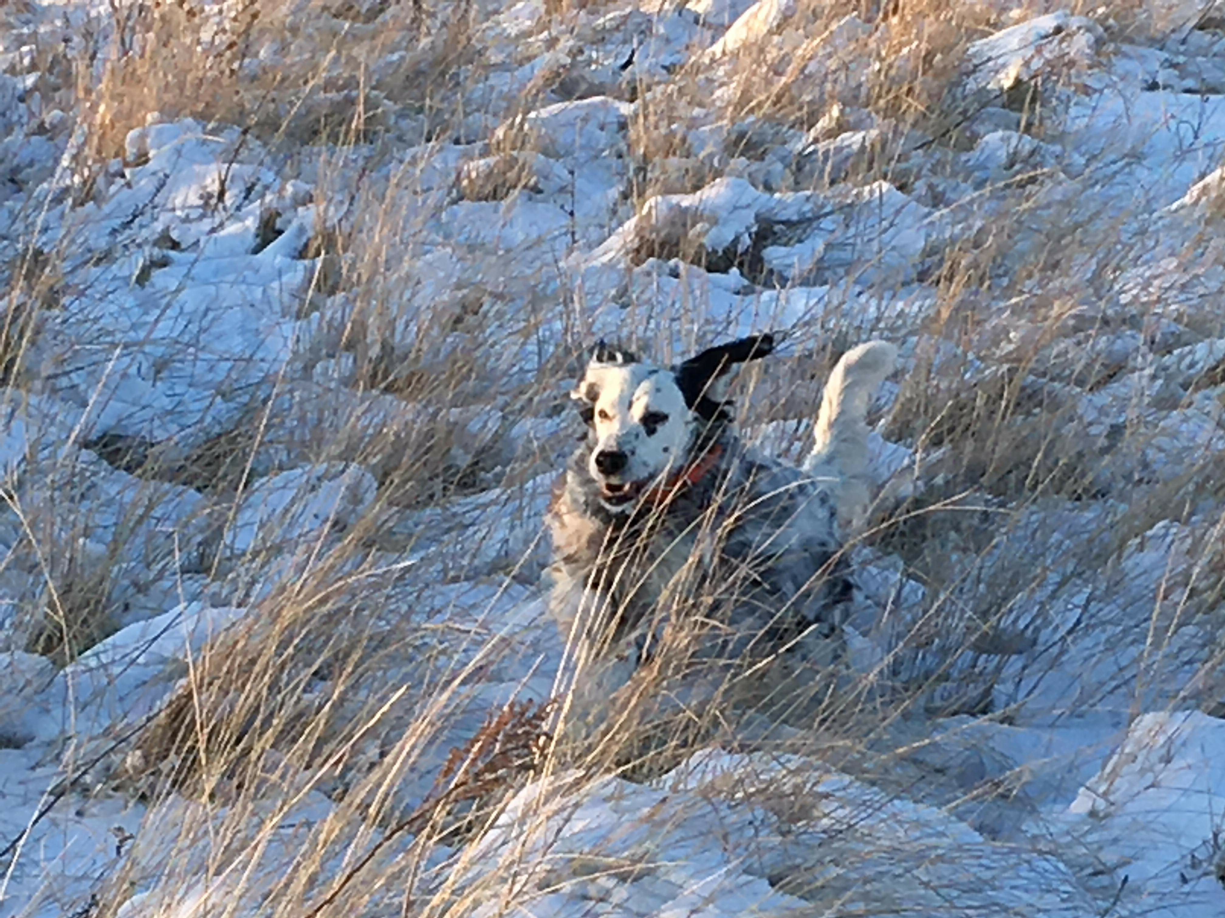 Lew | Gould Gun Dogs