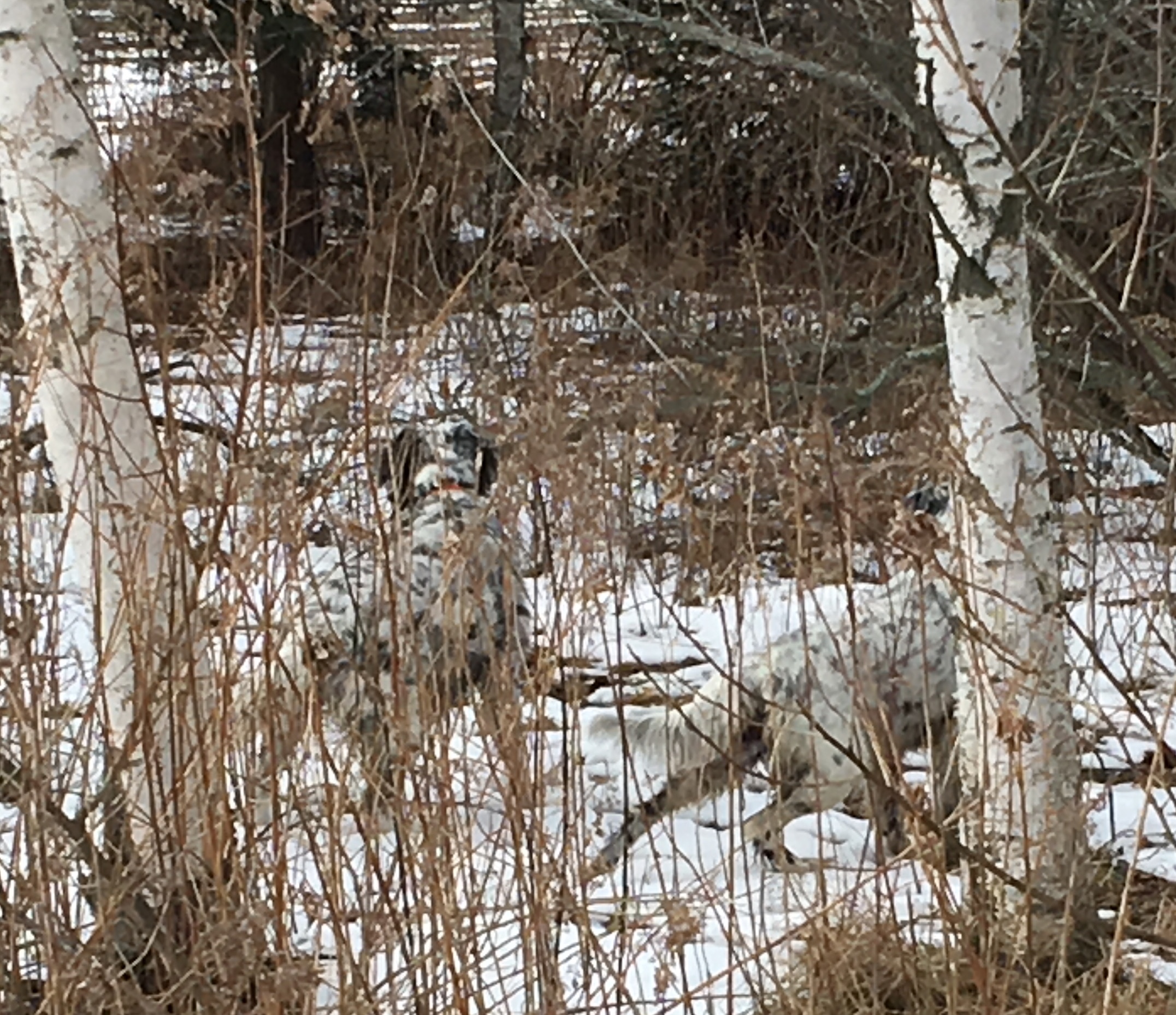 Get to the Point | Gould Gun Dogs