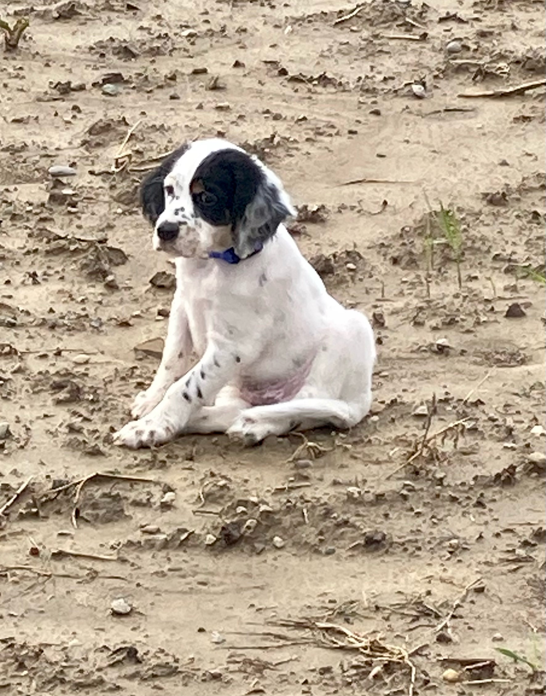Puppies | Gould Gun Dogs
