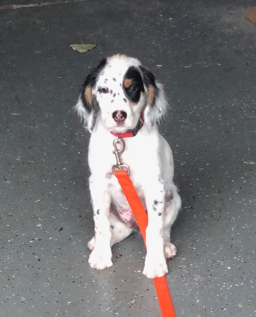 Puppies | Gould Gun Dogs