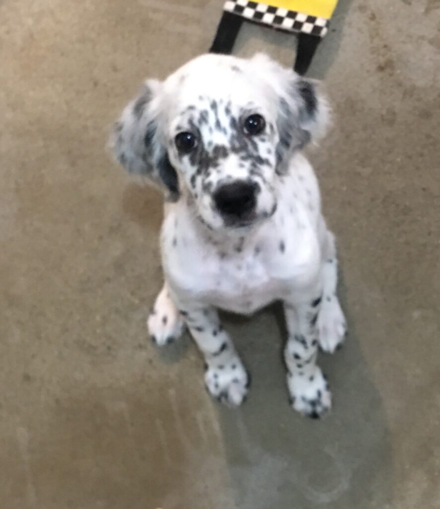 Puppies | Gould Gun Dogs