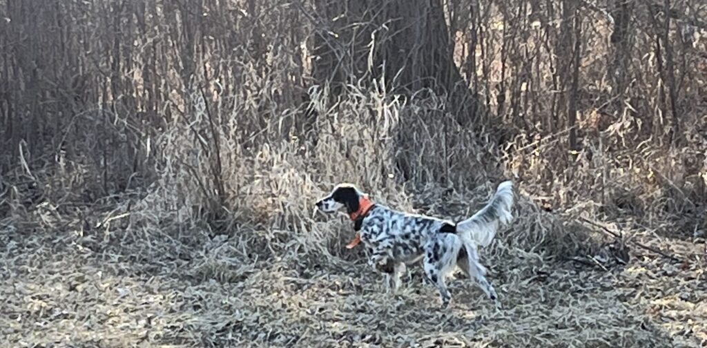 Llewellins Hunting | Gould Gun Dogs
